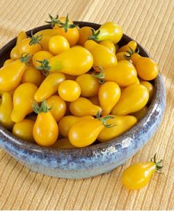 Cherry zuta kruska paradajz (seme) - Ceri Heirloom