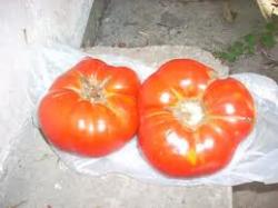 domaci krupan paradajs 50sem