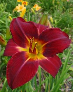 Hemerocallis crveni