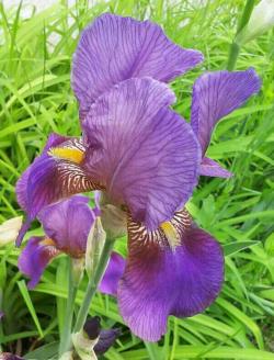 Iris Germanica plavi