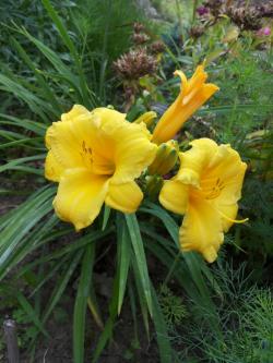 Hemerocallis Mini Stella