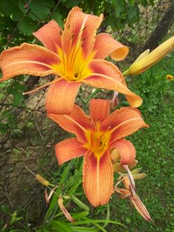 Hemerocallis Fulva Single orange-2 kom