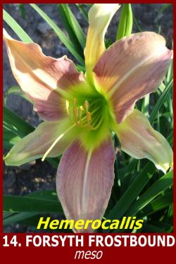 14. Hemerocallis Forsyth Frostbound