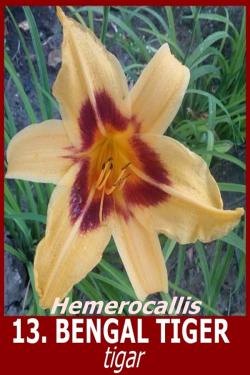 13. Hemerocallis Bengal Tiger