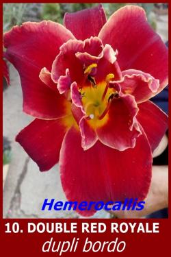 10. Hemerocallis Double Red Royale