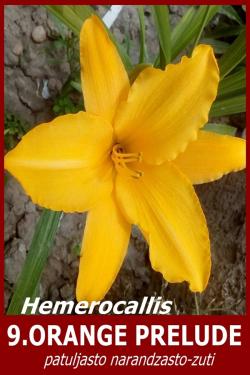 9. Hemerocallis Orange Prelude