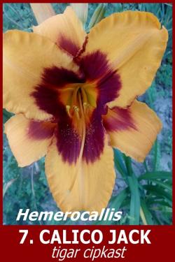 7. Hemerocallis Calico Jack