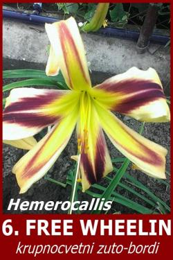 6. Hemerocallis Free Wheelin