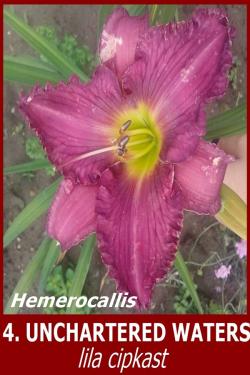 4.Hemerocallis - Unchartered Waters