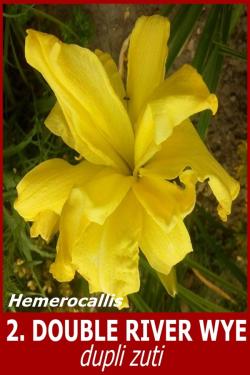 2.Hemerocallis Double River Wye