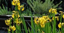 iris vodeni-žuti-koren