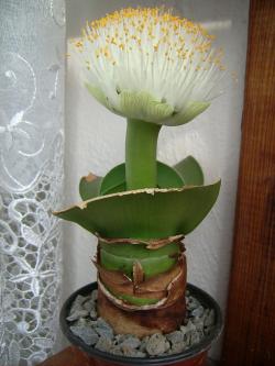 Haemanthus - Milion svecica