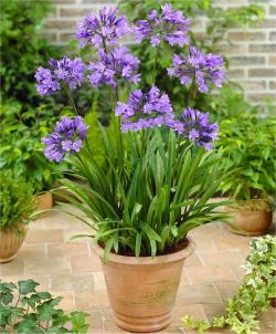 Africki ljiljan - Agapanthus Charlotte