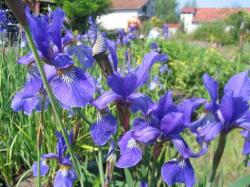 Iris sibirica Cambridge