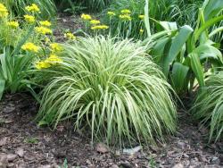 Molinia caerulea variegata - ukrasna trava