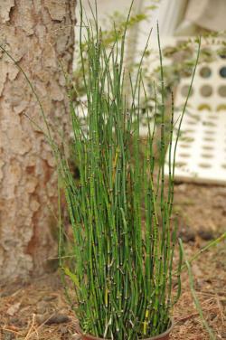 Equisetum-Prstenasti Rogoz