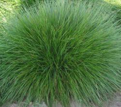 FESTUCA OVINA - Zelena trava