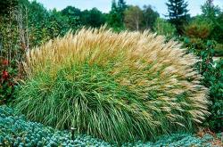 mischantus sinensis-kineska šaš