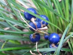 Ophiopogon japonicus-sadnica