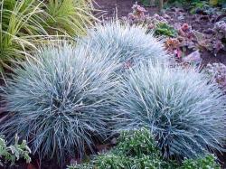 Festuca glauca - plava vlasulja