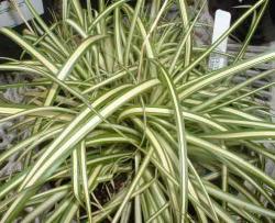 Carex oshimensis Everlite ,niska ukr. trava