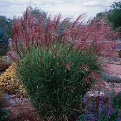 Miscanthus sinensis-Kineska sirokolisna ukrasna trava