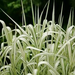 Miscanthus sinensis