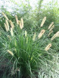 Pennisetum alopecuroides