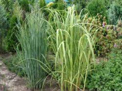 Panicum virgatum Heavy Metal