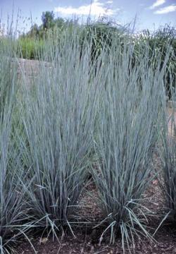 Andropogon scoparius,ukrasna trava