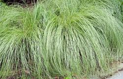 Carex Amazon mist