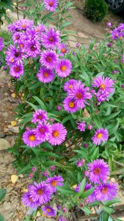 Aster Novae Angliae Purple Dome