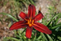 Hemerocallis crveni P424