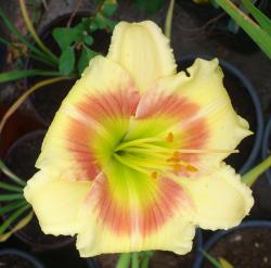 Hemerocallis Spits Beauty-P531