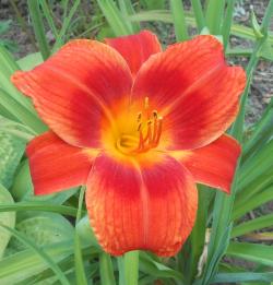 P523-Hemerocallis Holiday Delight