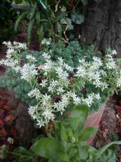 Sedum hispanicum