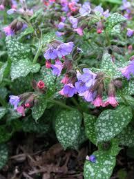 Pulmonaria