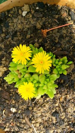 Delosperma Nubigenum-žuta delosperma