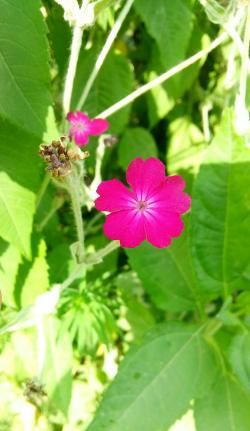 Lychnis Coronaria