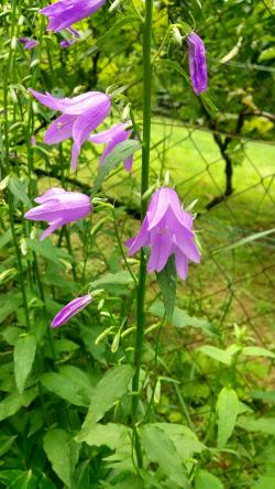 Campanula visoka -plavi zvončići