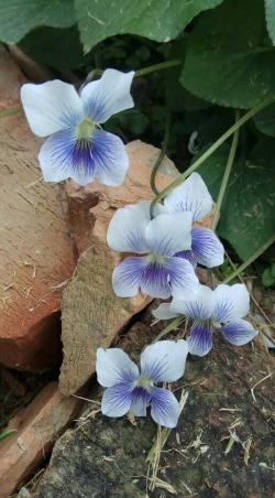 Viola sororia-krupnocvetna ljubičica