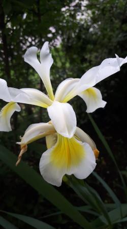 IRIS - PERUNIKA - cvet bele boje