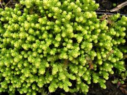 SEDUM Acre aureum