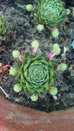 Sempervivum arachnoideum Minor