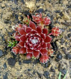 Sempervivum arachnoideum Red Cobwebs