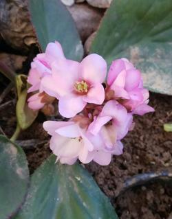 Bergenia Cordifolia