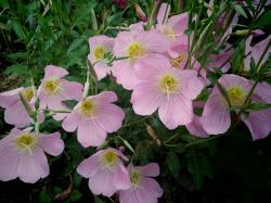 Oenothera Speciosa-Noćurak rozi -rizomi