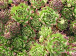 Čuvarkuća - Sempervivum montanum