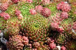 Čuvarkuća - Sempervivum Nixonii