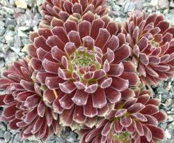 Čuvarkuća - Sempervivum Crimson Velvet